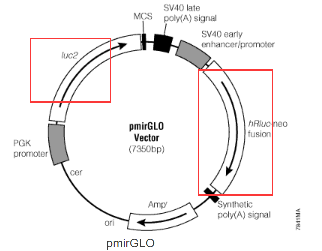 怎么研究miRNA对下游基因的作用? - 知乎