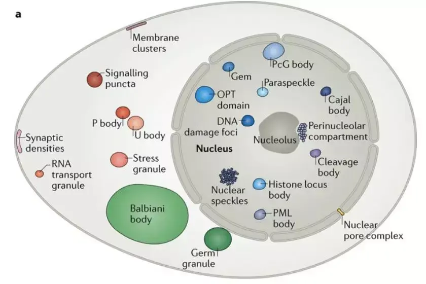 『珍藏版』Cell发布“相分离”研究指南 - 知乎