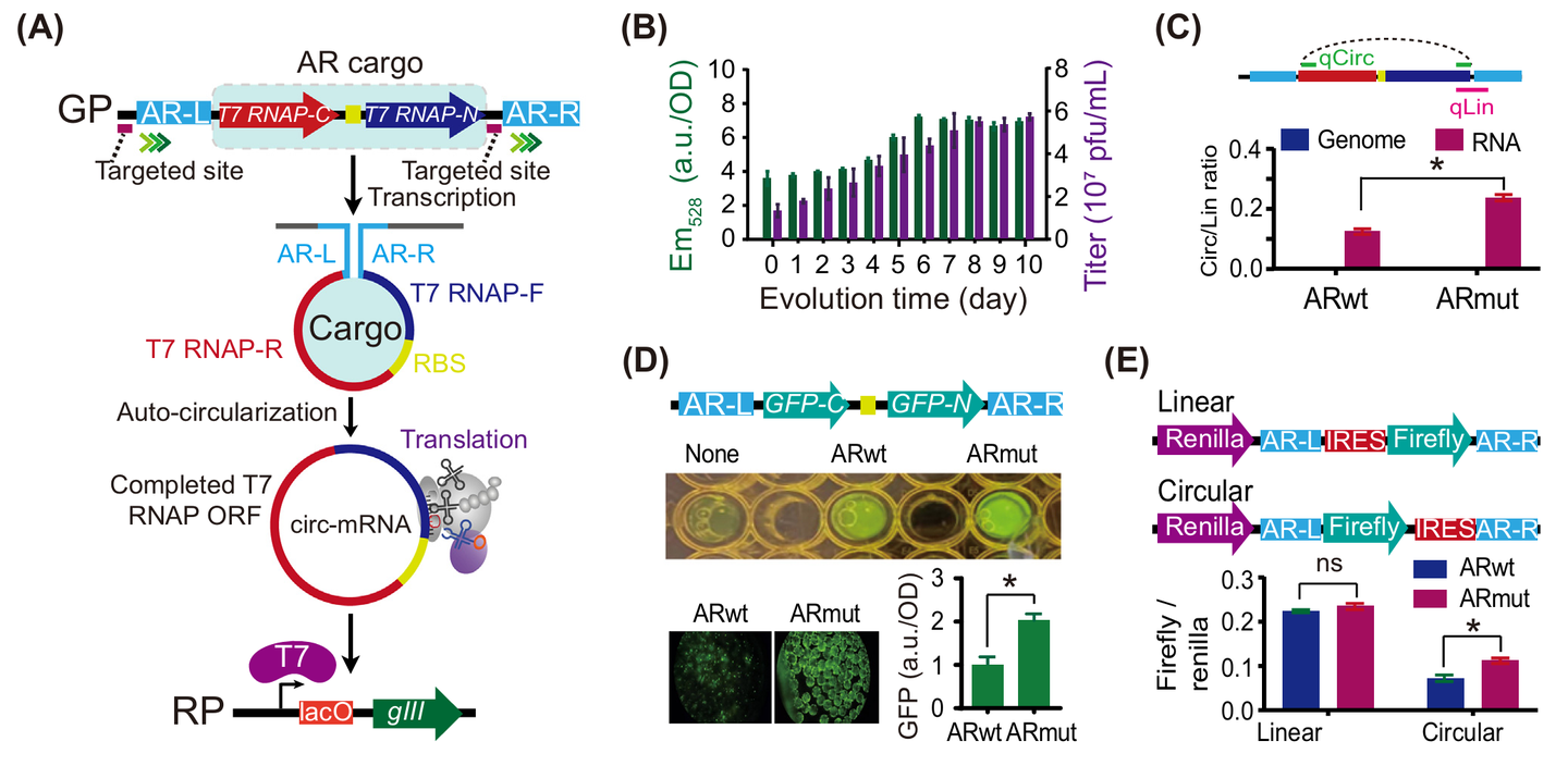 态创江翱等开发基于IscB切口酶的随机突变器 - 知乎