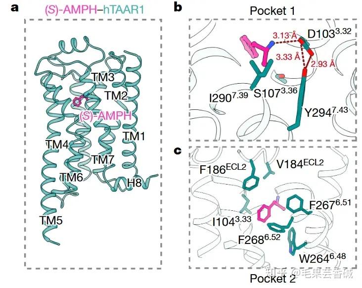 TAAR1的配体识别和G蛋白偶联机制 - 知乎