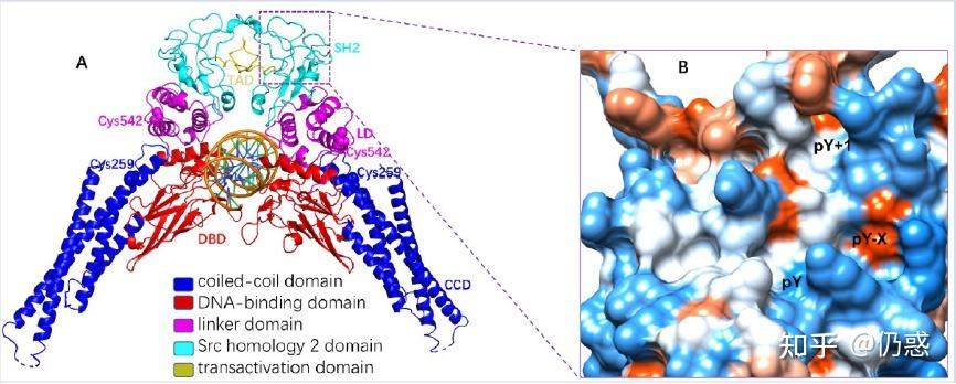 靶向STAT3抗肿瘤小分子抑制剂的研究进展：从磷酸化抑制到蛋白降解 - 知乎
