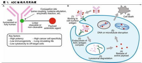 什么是ADC药物-ADC药物市场分析整合 - 知乎