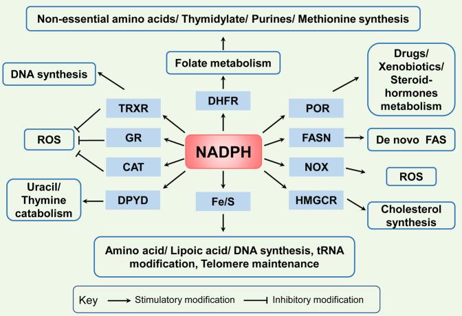 NADPH究竟在癌细胞中扮演了什么角色？功能、机制又如何？ - 知乎
