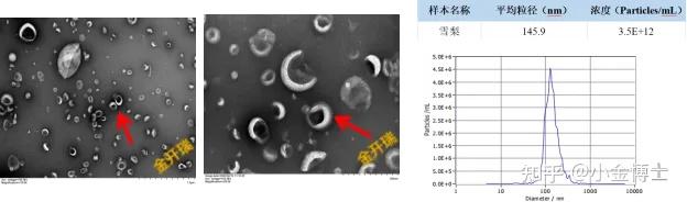 植物外泌体-下一代生物治疗技术新星？ - 知乎