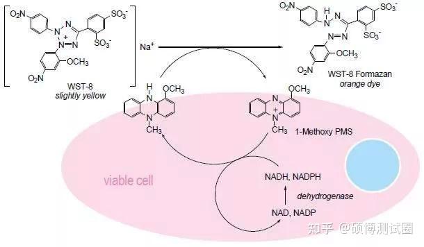 一文读懂CCK-8/MTT - 知乎