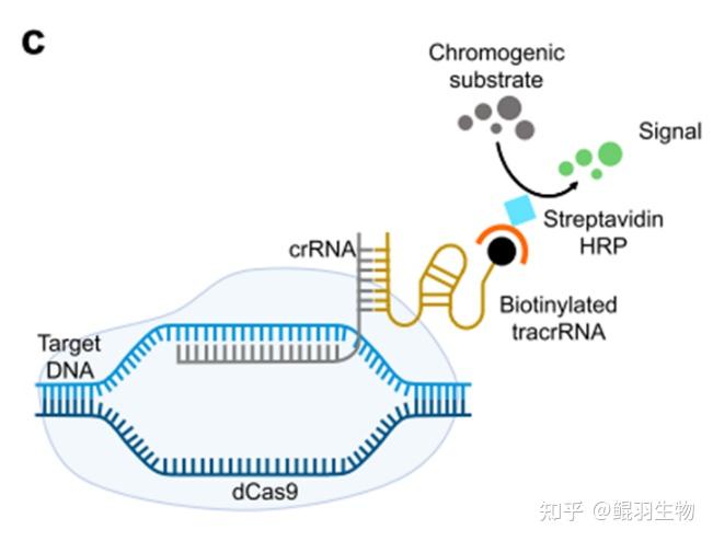 什么是单分子荧光原位杂交（smFiSh）? - 知乎