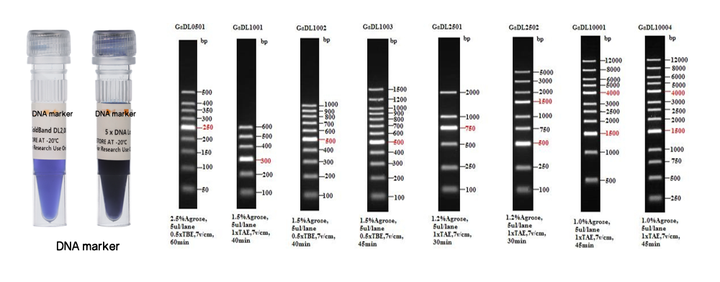 DNA电泳marker条带为什么这么浅？ - 知乎
