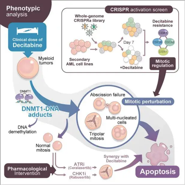 Decitabine：DNA甲基转移酶抑制剂【TargetMol】 - 知乎