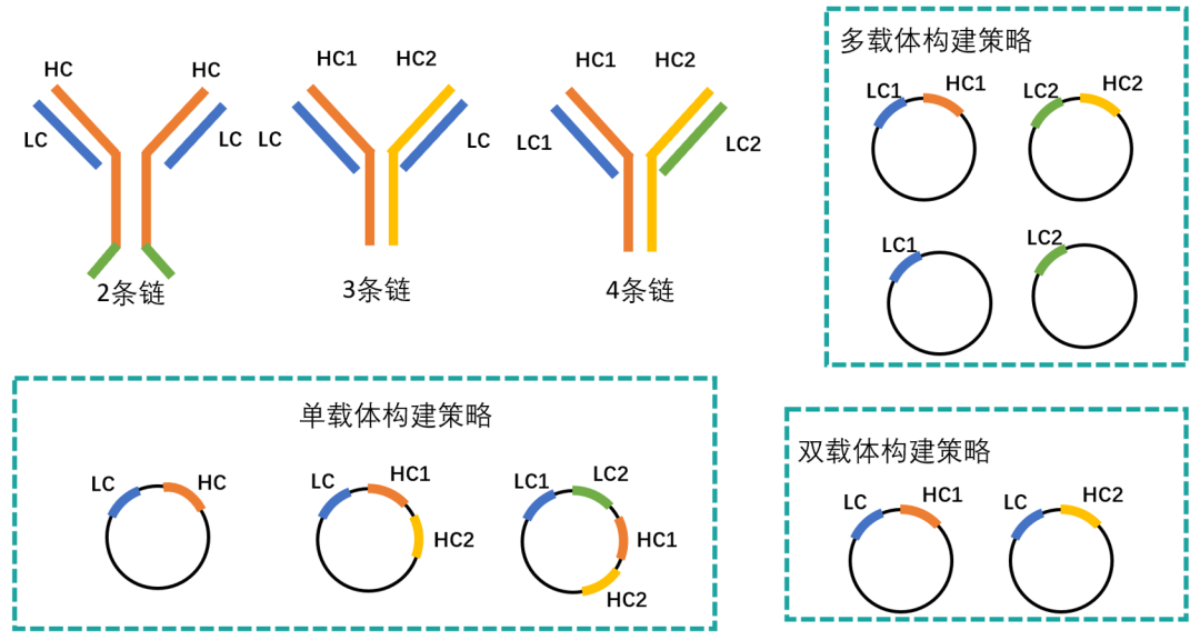Bio-Share | 双特异性抗体（Bispecific antibody, BsAb）的细胞株开发 - 知乎