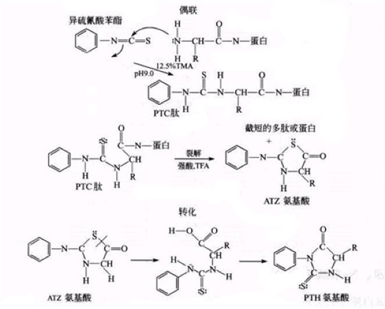 Edman测序原理以及影响因素总结 - 知乎