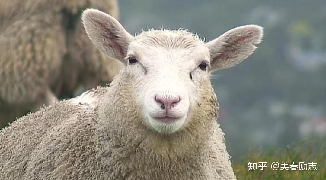 地球上11中高智商动物，海豚排第三，猪榜上有名 - 知乎