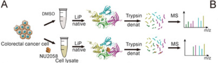 蛋白质组学新突破：LiP-MS技术解析及应用案例 - 知乎