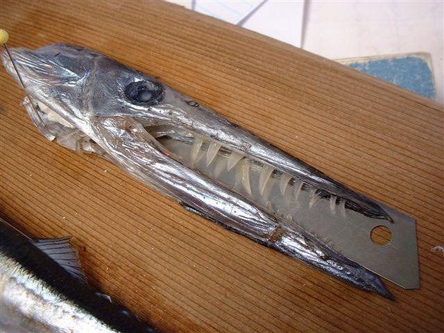 多椎鱼再世，雌雄同体的“法老”… - 知乎