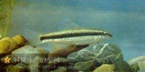 史上最全(169种)的淡水鱼图集 - 知乎