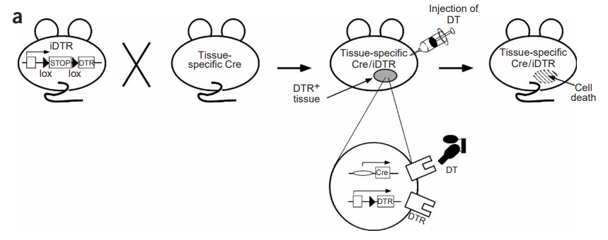 细胞条件性剔除：DTR小鼠助力细胞功能研究 - 知乎
