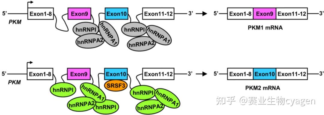 【每周一鼠】PKM——靶向肿瘤代谢精准治疗中的重要靶点 - 知乎
