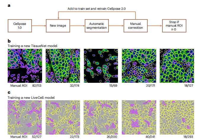 Nat Methods | 训练自己的细胞分析模型：Cellpose 2.0 - 知乎
