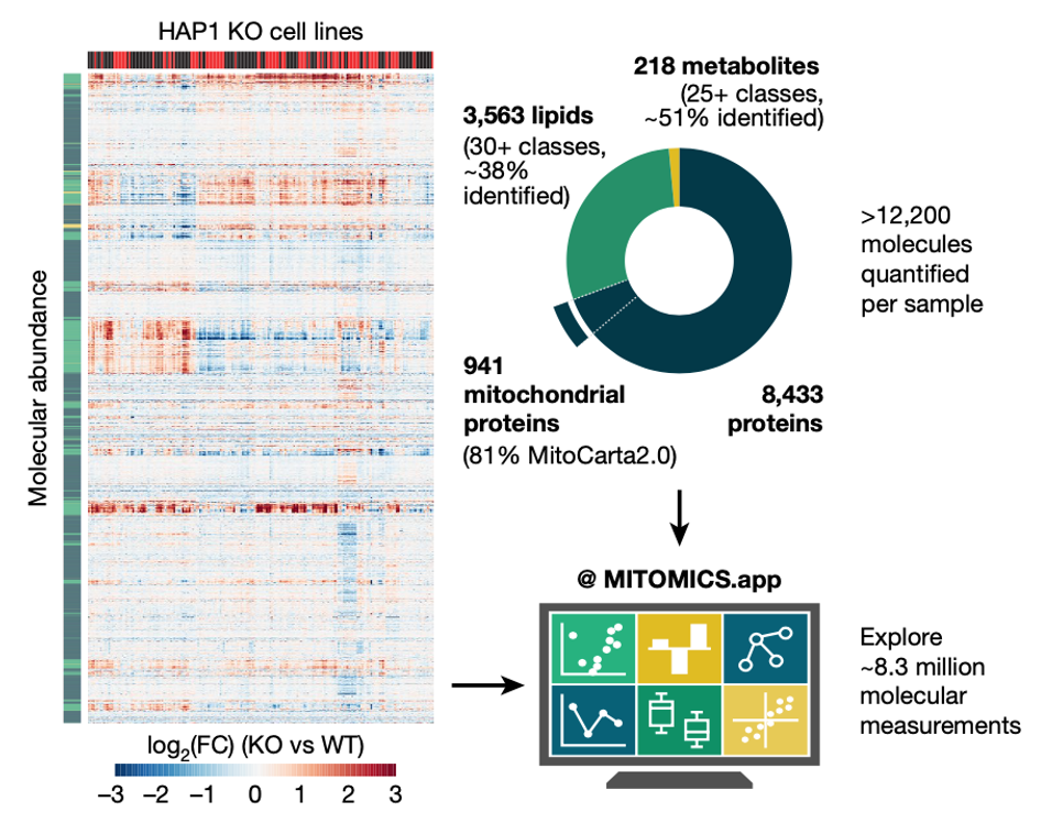 国自然热点：Nature发表挖掘线粒体蛋白功能的数据库资源 - 知乎