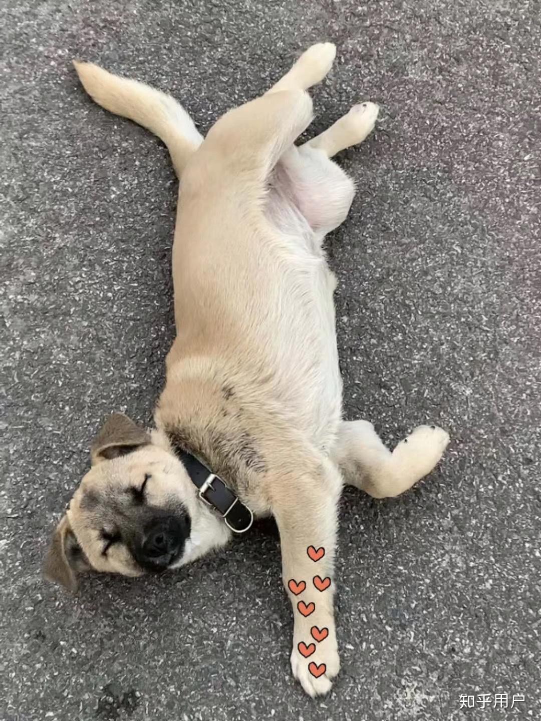 黑嘴黄毛狗是啥品种？ - 知乎