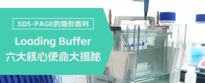 SDS-PAGE的隐形裁判：Loading Buffer六大核心使命大揭秘 - 知乎