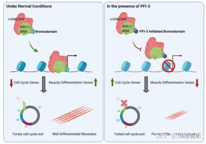 《普创新》探索表观遗传学合成致死新搭档——“SMARCA2/SMARCA4” - 知乎