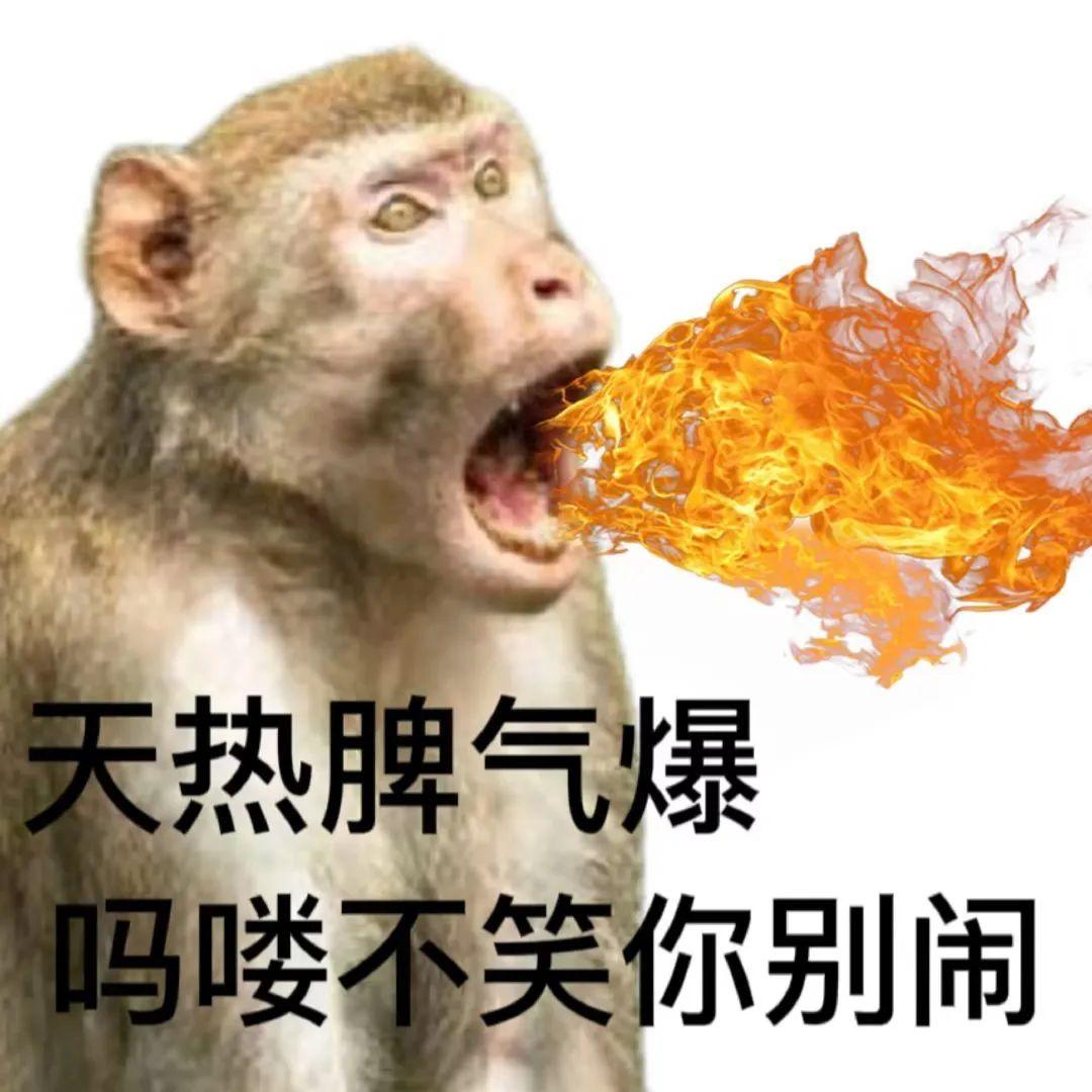 请问大家有没有猴子的表情包？ - 知乎