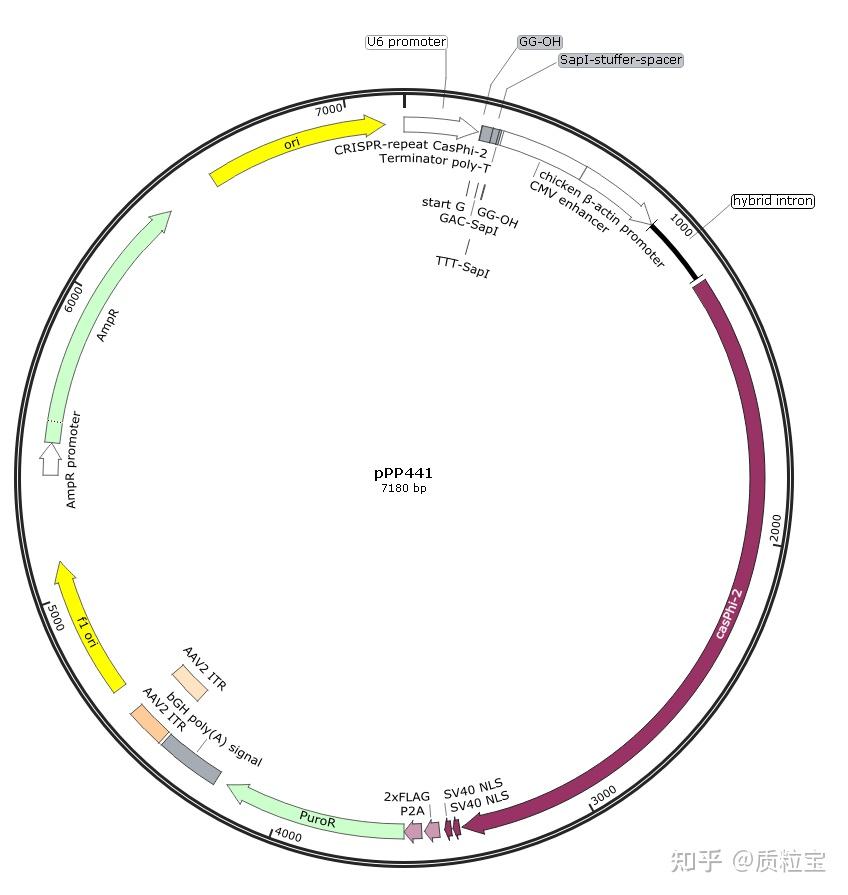 pPP441(Plasmid #158801) CasΦ-2 CasPhi-2 Cas12j2 - 知乎