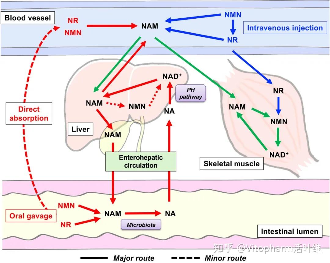 Science子刊｜NMN/NR通过肠肝循环促进NAD+合成 - 知乎