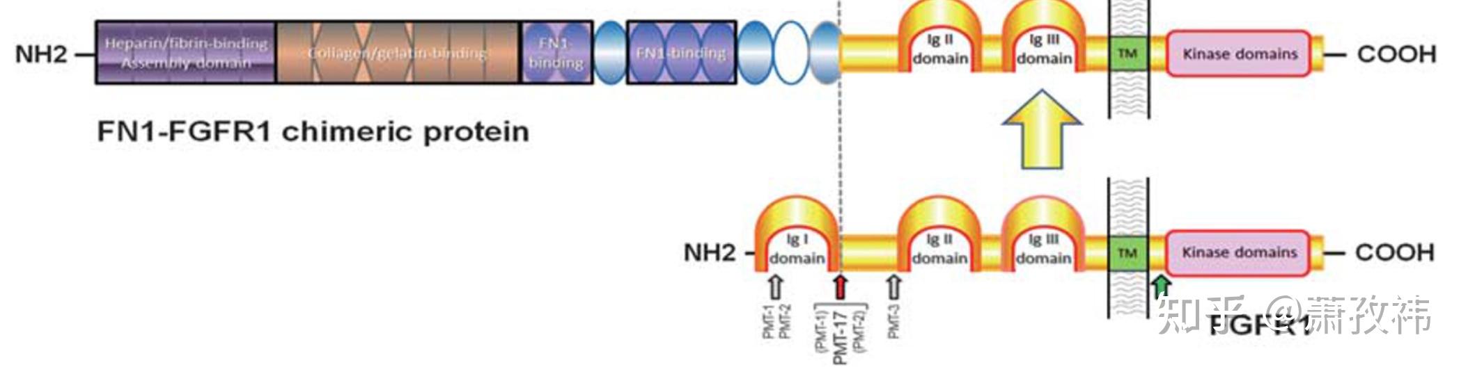 FGFR：信号通路与靶向药物 - 知乎