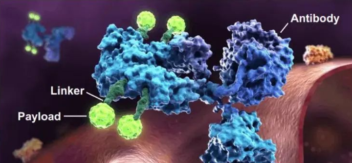深度解析ADC药物（附临床前研究模型） - 知乎