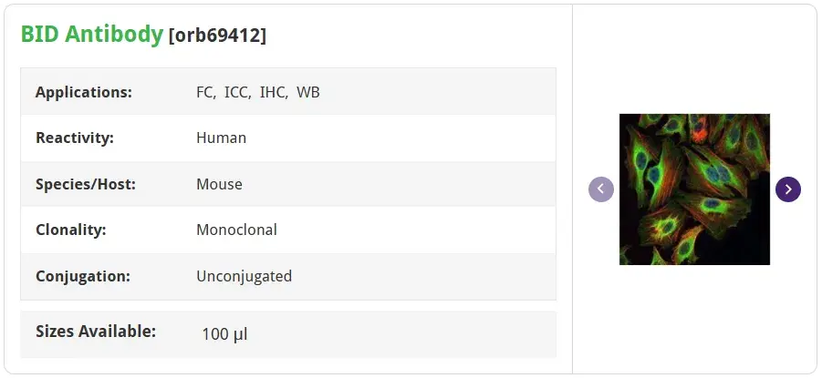 【Biorbyt科研专题】BCL-2 蛋白家族 - 知乎