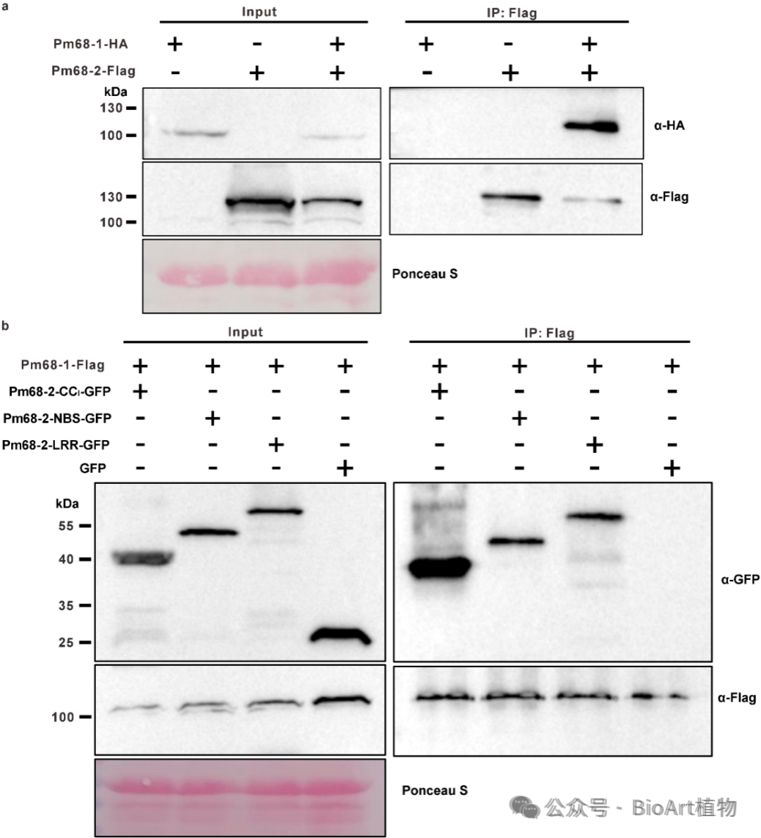 Nature Commun | 江苏大学何华纲团队图位克隆小麦抗白粉病基因Pm68并揭示成对NLR控制模式 - 知乎