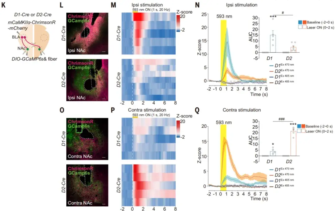 客户文章 | Science︱复旦大学刘星/马兰团队揭示小鼠半球间BLA-AC-NAc环路调控负面情绪 - 知乎