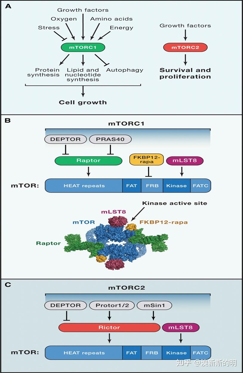 mTOR信号通路 - 知乎