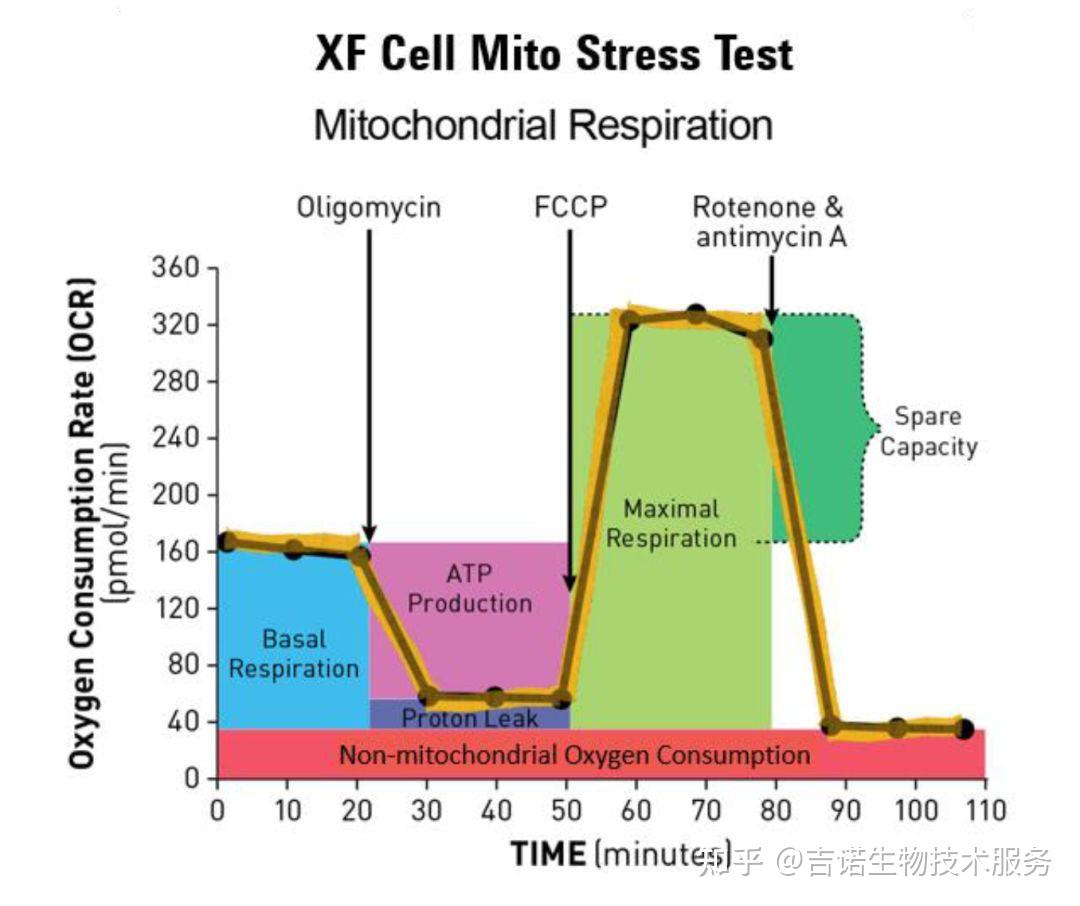 一张图看懂Seahorse分析仪检测OCR/ECAR的意义，再顺便复习复习 - 知乎