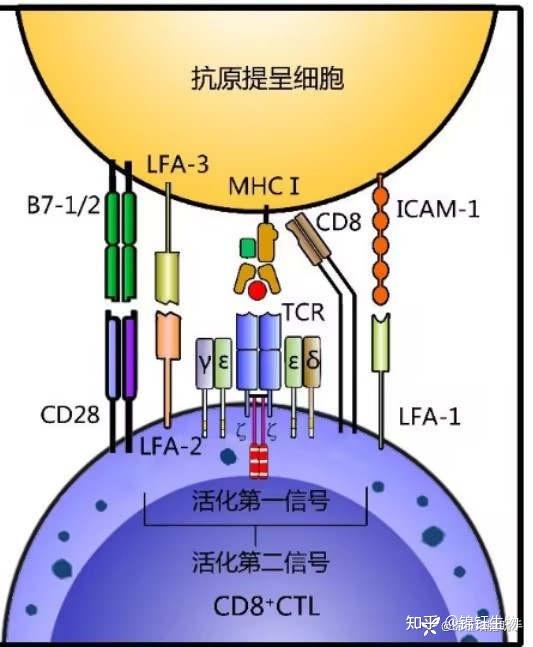 CD8+T细胞知识分享 - 知乎