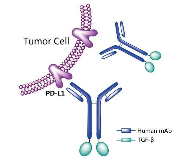 亦正亦邪的 “双面”靶点：TGF-β - 知乎