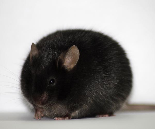 DBDB、OBOB二型糖尿病小鼠 - 知乎