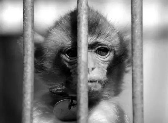 食物和妈妈的怀抱哪个更重要？残酷的恒河猴实验 - 知乎