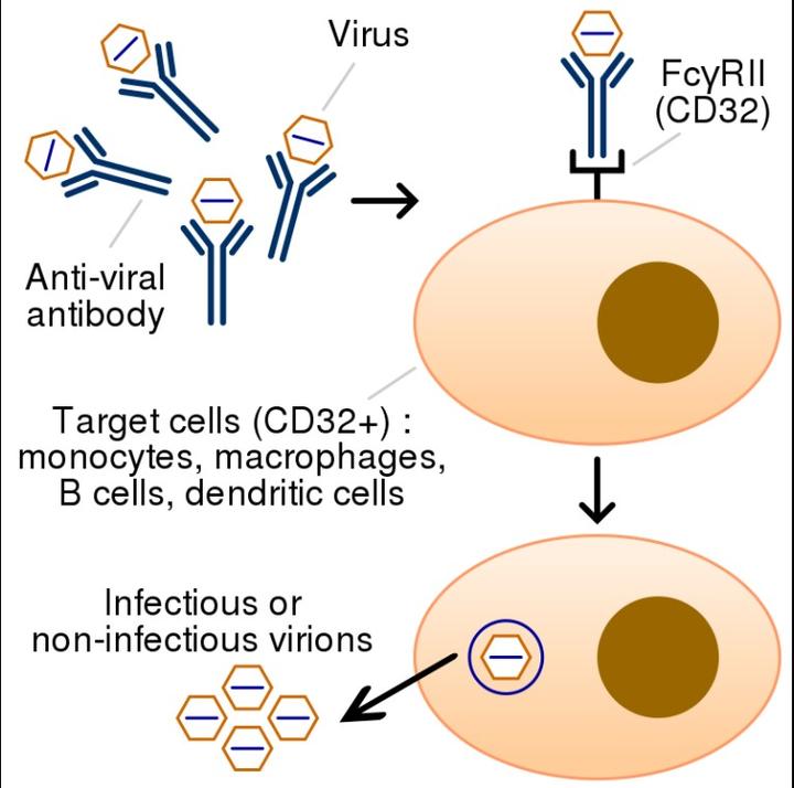 什么是ADE效应？一文读懂ADE效应 - 知乎