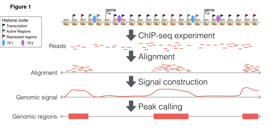 如何做peak calling来获得峰值计数矩阵(peak-count matrix) - 知乎