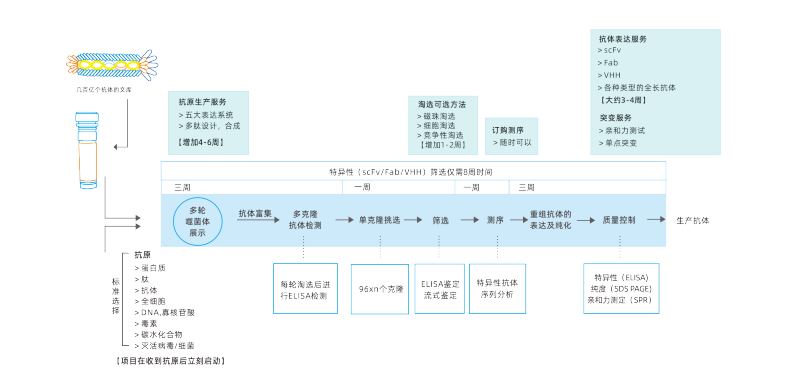 基于兔免疫抗体库制备兔单克隆抗体 知乎