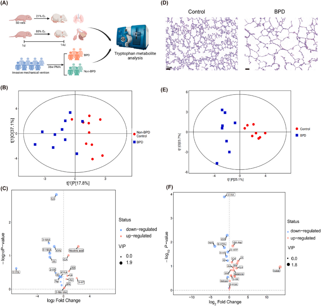 Redox Biology | 国家重点研发计划首席科学家团队深度解析色氨酸代谢物3-HAA—治疗BPD的 “秘密武器” - 知乎