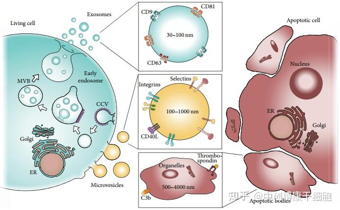 三分钟带你了解医学领域的新星——外泌体 - 知乎