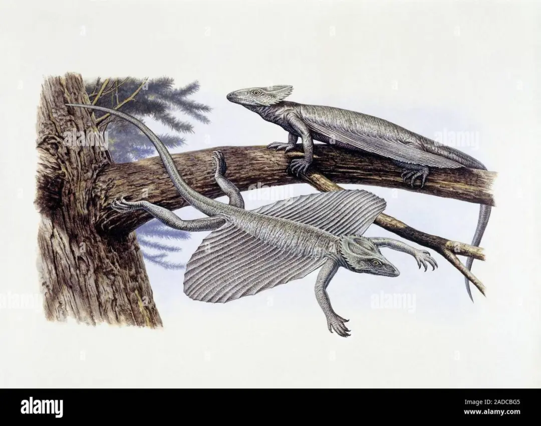 二叠纪四足动物——蜥形纲初探海空，龙形类静静潜伏 - 知乎