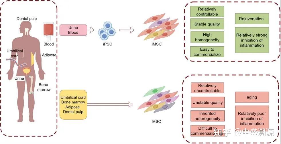 文献解读 | 揭秘iMSC：为何它比传统MSC更受青睐？ - 知乎