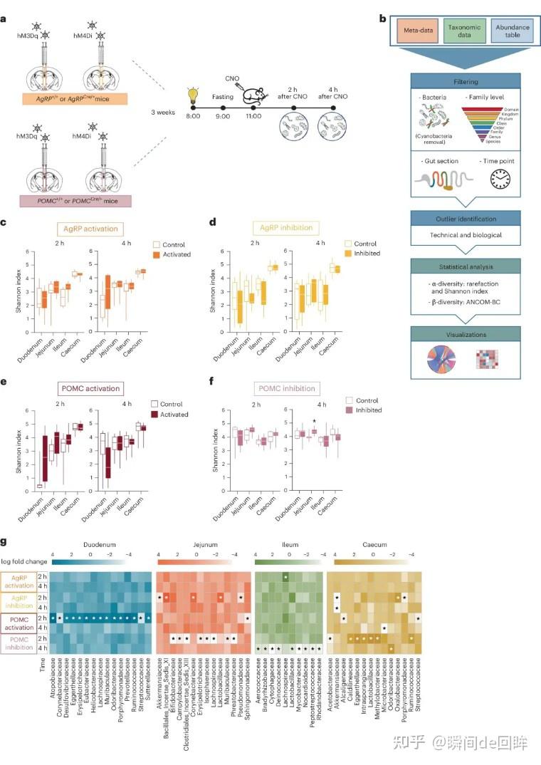 【Nat Metab】微生物+转录+代谢组｜大脑与肠道菌群的“对话”被破解，或可改变代谢疾病治疗格局！ - 知乎