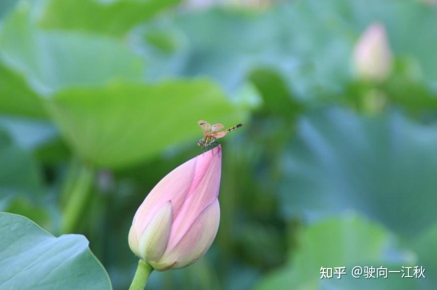 最经典的8首“咏荷诗”，“小荷才露尖尖角”仅排第三，前两名更精彩 - 知乎