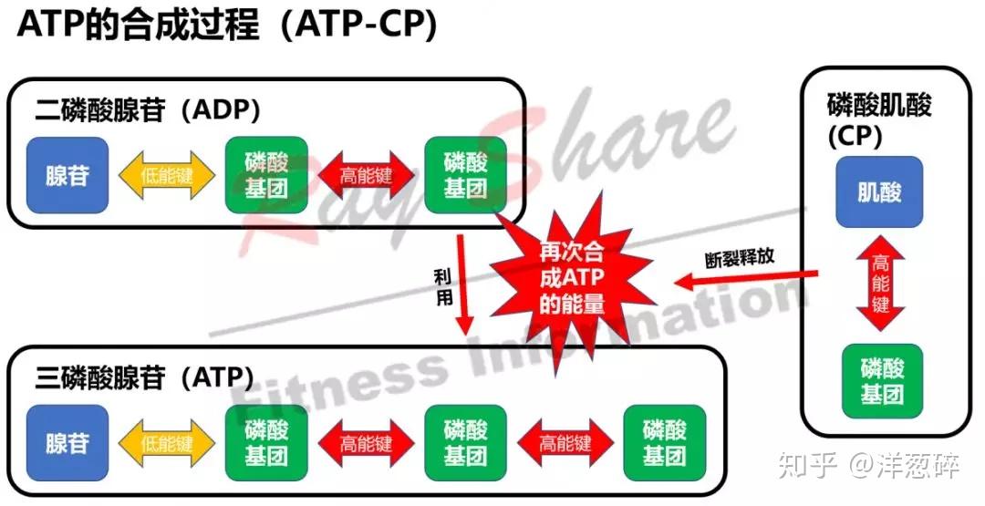 人体供能系统之磷酸原系统（ATP-CP） - 知乎