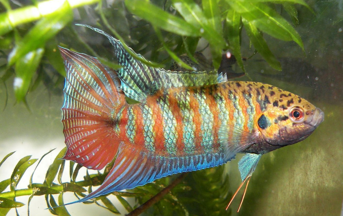 中国斗鱼怎么养？这2点做到位就行，其他的不用操心 - 知乎